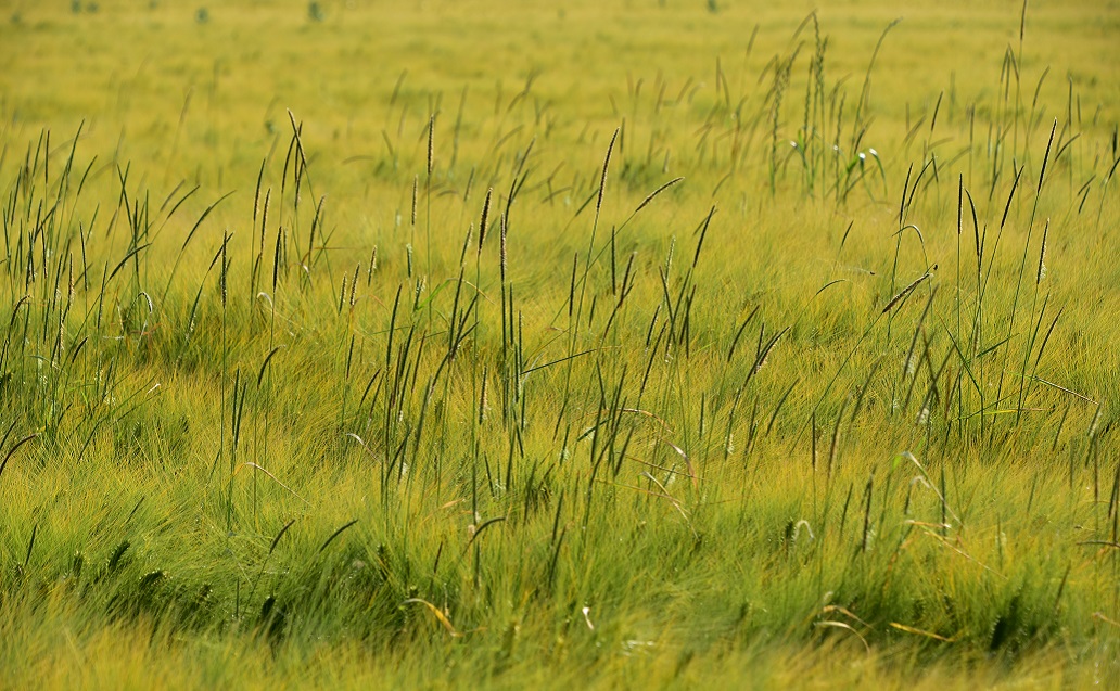 Duist onderdrukken doe je zo! | Syngenta Nederland