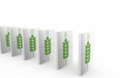 Moddus Evo: Innovatieve Groeiregulatie voor Granen | Syngenta
