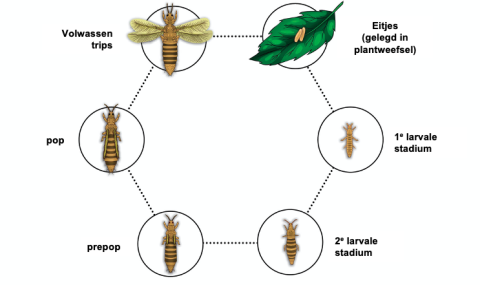 Resistentiemanagement trips | Syngenta Nederland