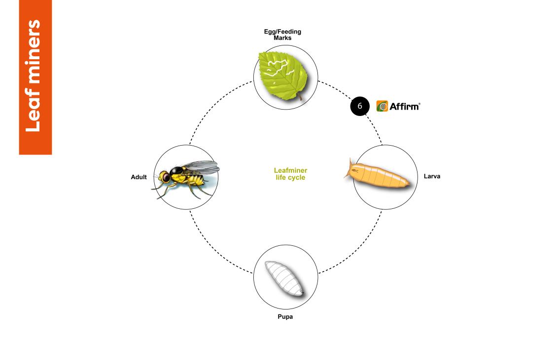 Fruit Expert Centrum fruitmot | Syngenta Nederland