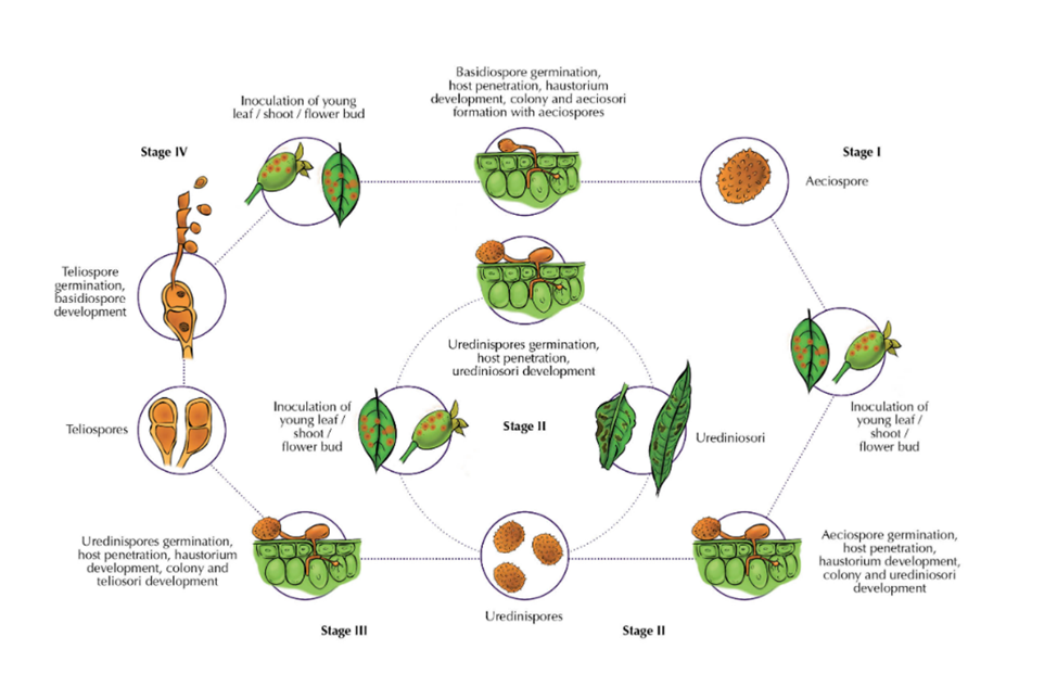 Resistentiemanagement roest | Syngenta Nederland