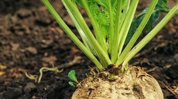 Rhizoctonia spp. | Syngenta Nederland