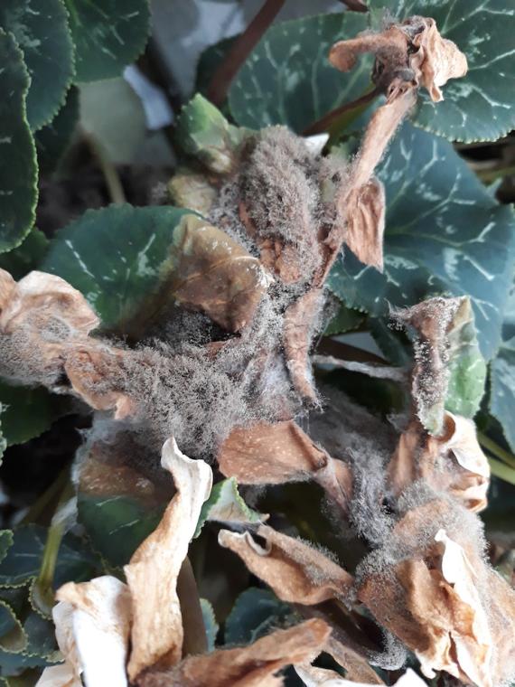 Resistentiemanagement Botrytis | Syngenta Nederland