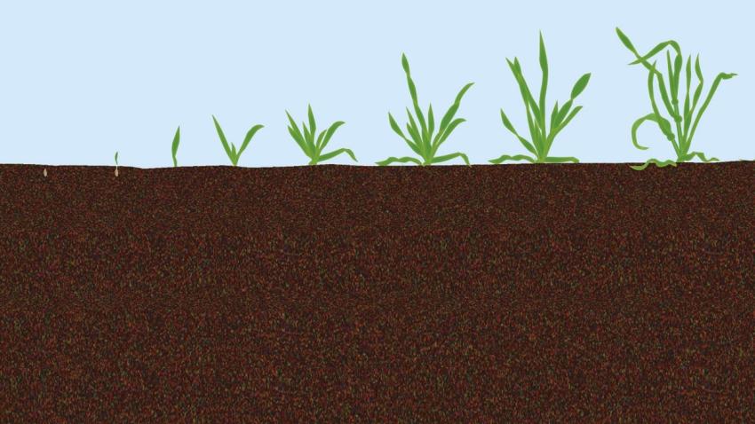Moddus Evo Advies groeiregulatie tarwe en gerst | Syngenta Nederland